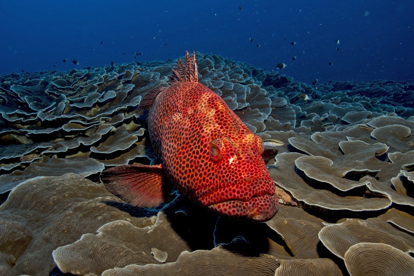 Best Scuba Diving in Indonesia: Dive Sites You Can't Miss [UPDATED]